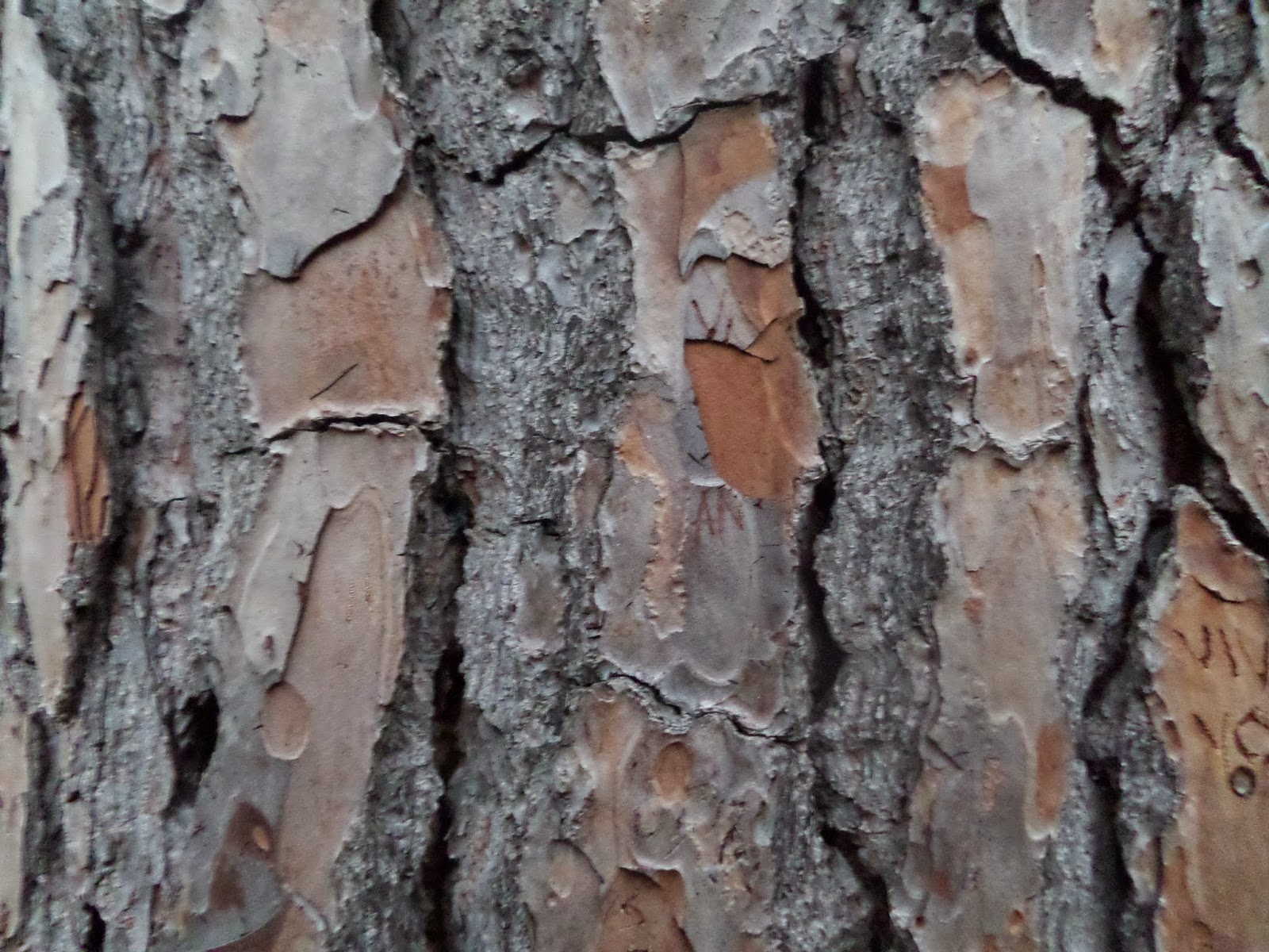 El nostre petit món salvatge: Pinus pinea. Pi pinyer