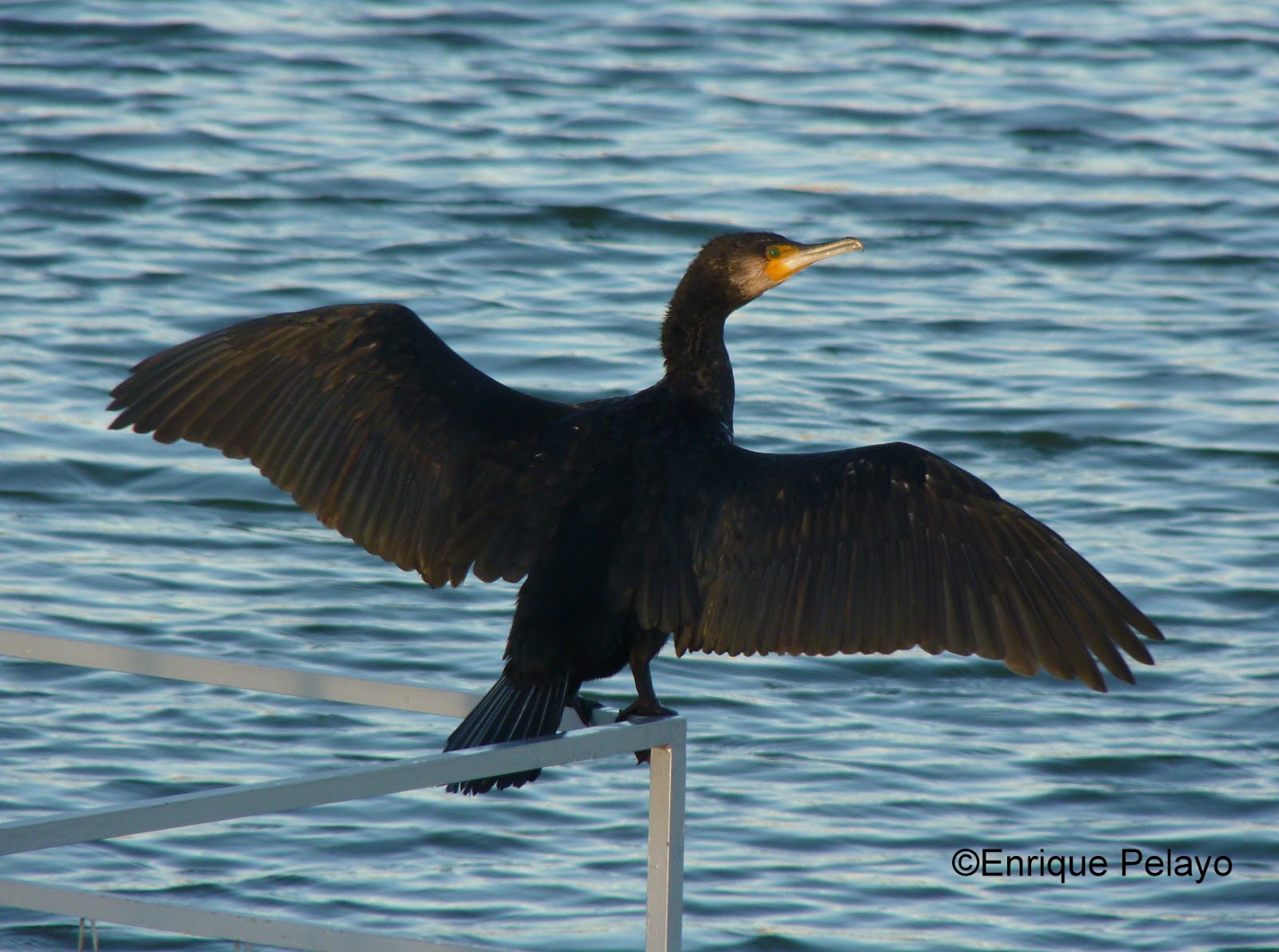 Pajareando en Zaragoza: Los cormoranes del Ebro / Great Cormorant ...