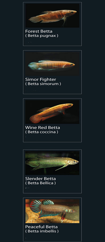 19 Jenis Ikan Cupang Populer