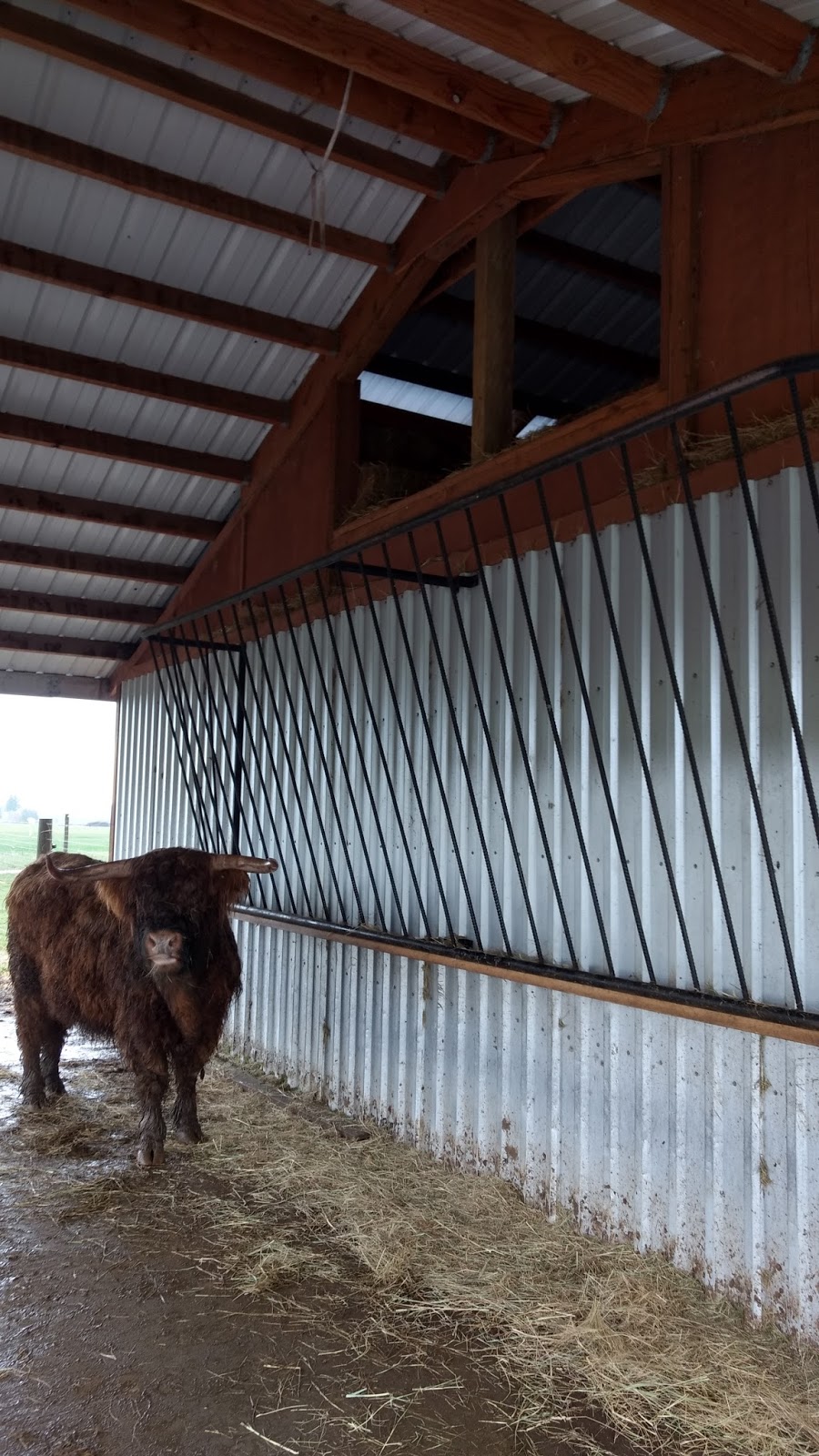 Asman Highland Cattle Horned Cattle Hay Feeder