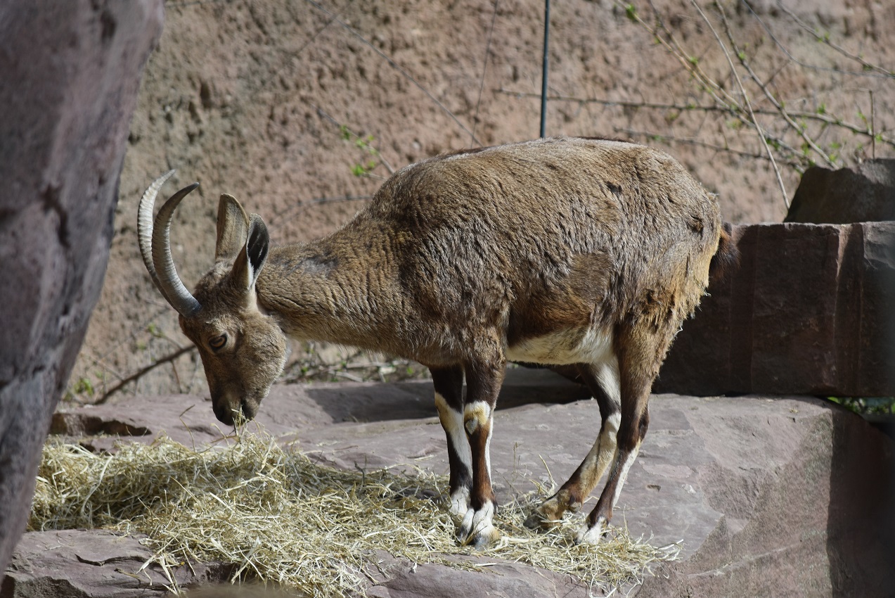 ZOOTOGRAFIANDO (6.096 ANIMALS): ÍBICE DE NUBIA / NUBIAN IBEX (Capra ...