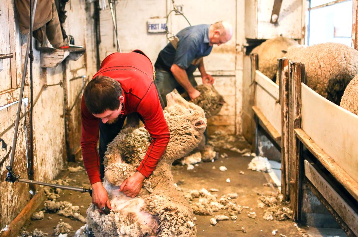 THE WESTERNER: Two days. 2,800 sheep. 100 bales of wool.