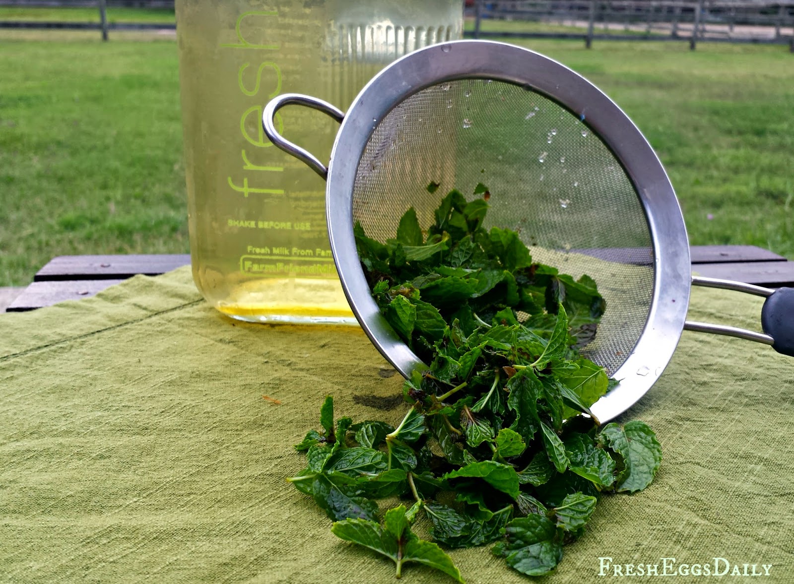 Fresh Brewed Herbal Sun Tea - Fresh Eggs Daily® with Lisa Steele