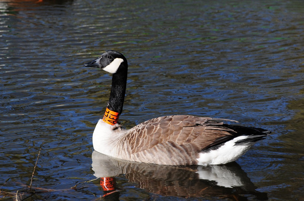 BTO Bird Ringing - 'Demog Blog': Getting collared by a goose