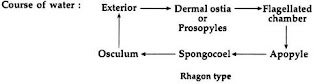 Sycon Canal System With Diagram & Significance | Biology Blog