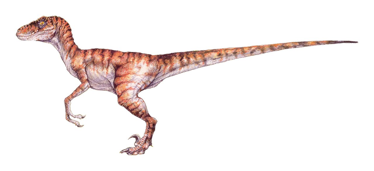DinosauresB : Velociraptor