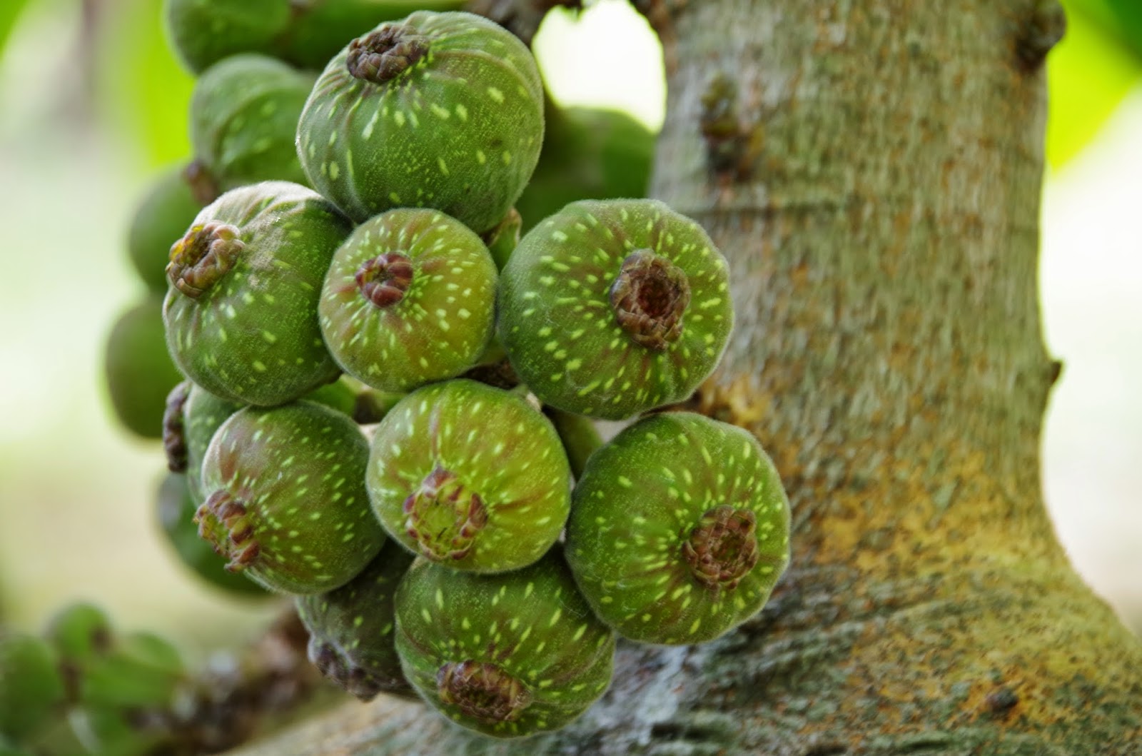 Trees and Plants: Broad leaf Fig, Elephant Ear Fig, Roxburgh Fig