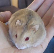 Hamstercitos :3: Variedad Cromática en los Hamsters Rusos