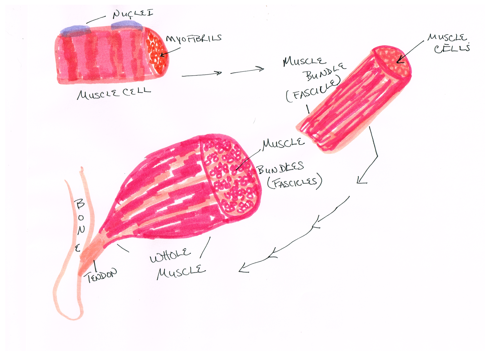 My Human Biology Blog: Chicken Leg Virtual Dissection Lab