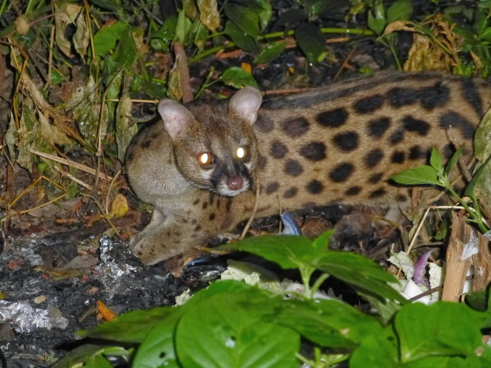 Espacio dedicado a la naturaleza: Jineta (Genetta abyssinica)