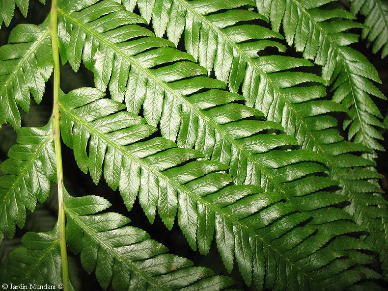 Future is written in green: Pteris incompleta: a spectacular fern