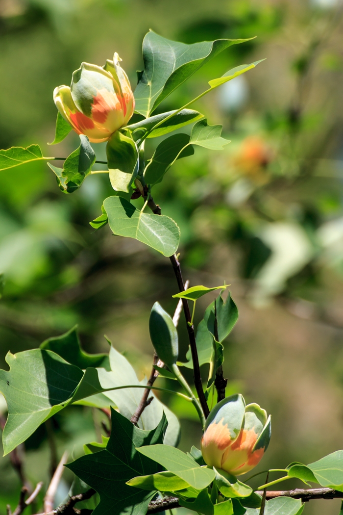 Petale-n zbor: Arborele lalea sau Copacul cu lalele