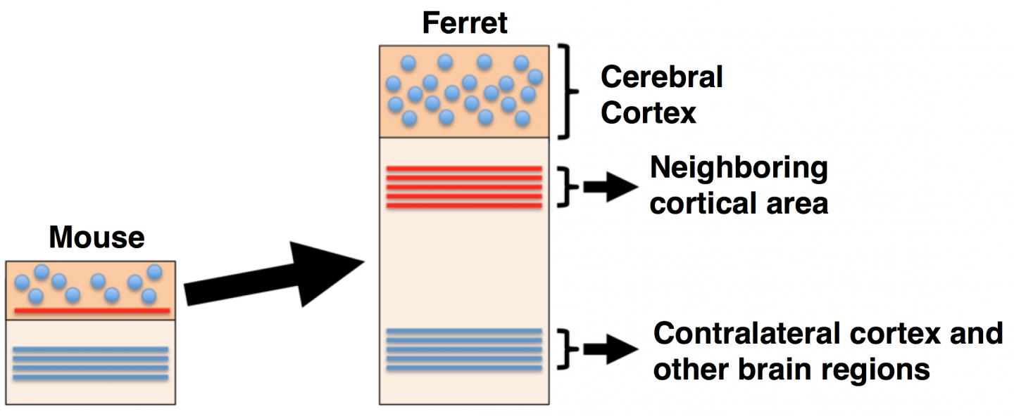 XTerraSpace: Map of neuronal pathways of the mammalian cerebral cortex ...