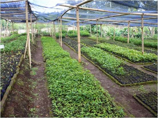 KITBITO ENIAS: ARTIKEL “PERSEMAIAN”