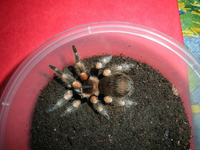 Uncle Tarantula: Peruvian Flame Rump