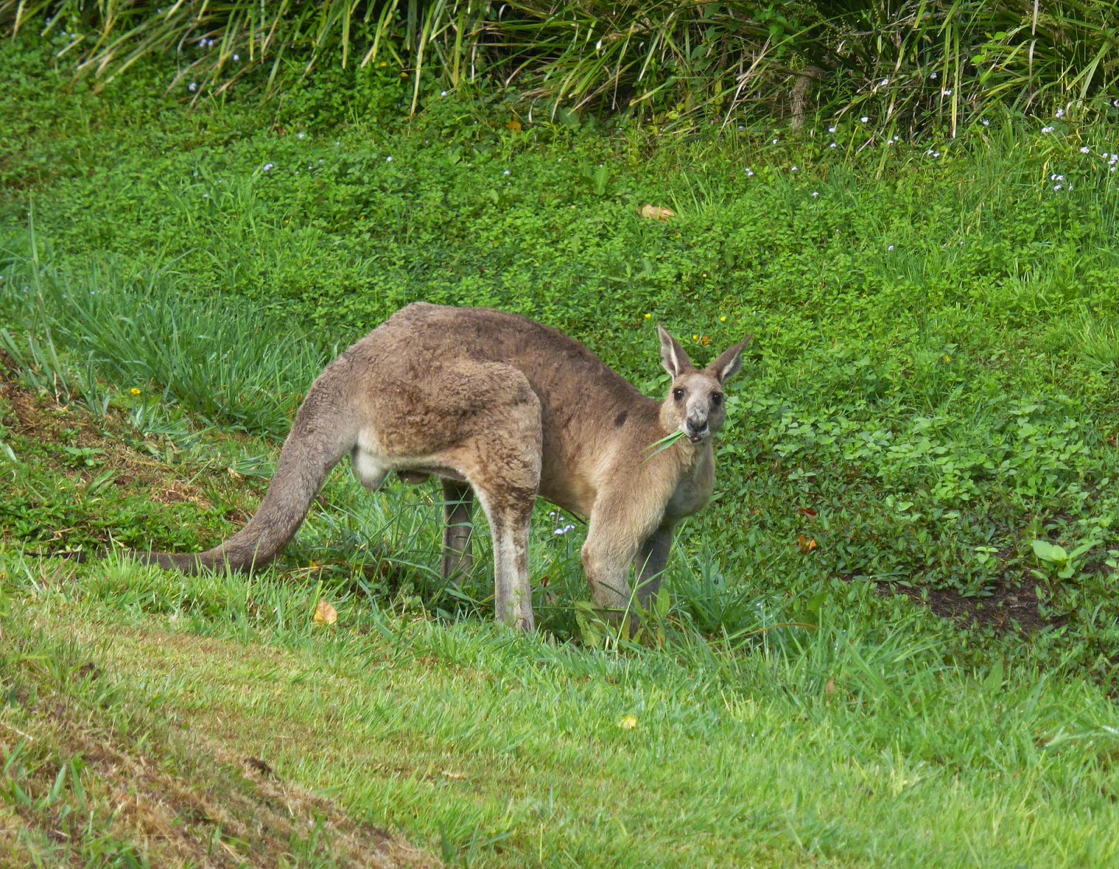 Wingspan News: AUSTRALIA - HOLIDAY/RECCE TOUR - DAY 37 - NOV 2ND ...