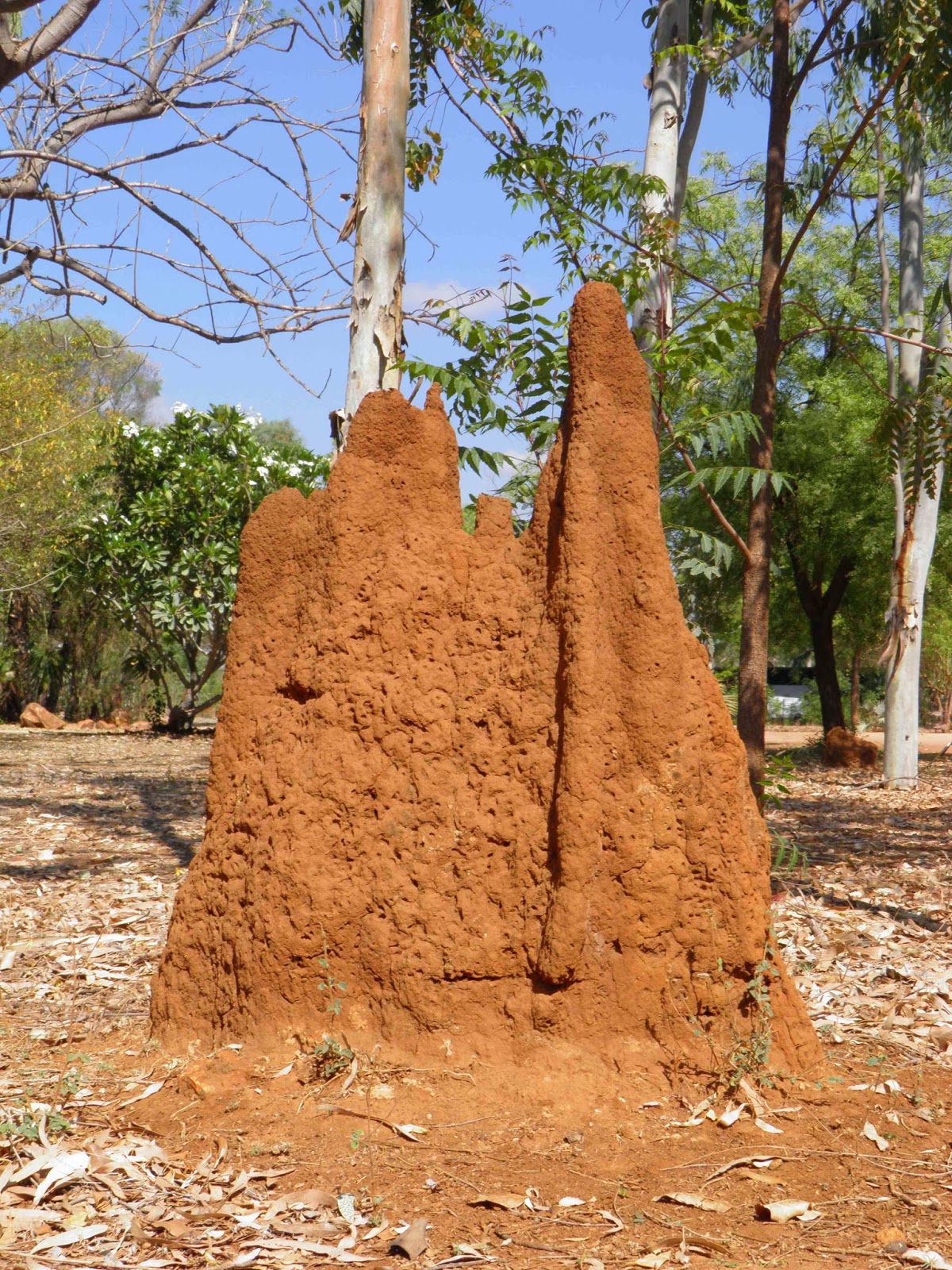 GLOBETROTTING GRANDPARENTS: Aliens Invade Australia