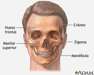 Anatomia