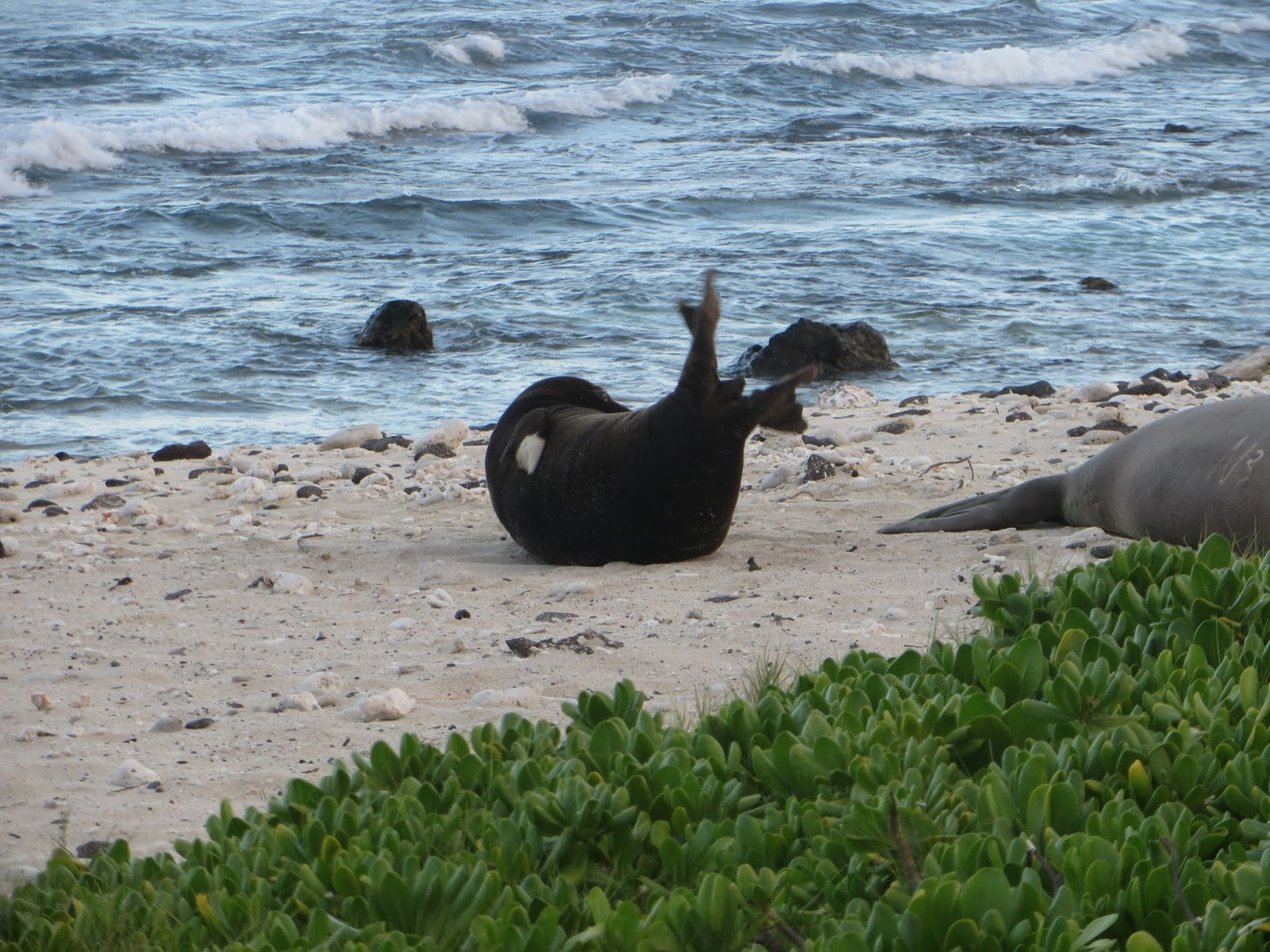 MonkSealMania.blogspot.com: 8/1/2013 Baby Kea Pictures