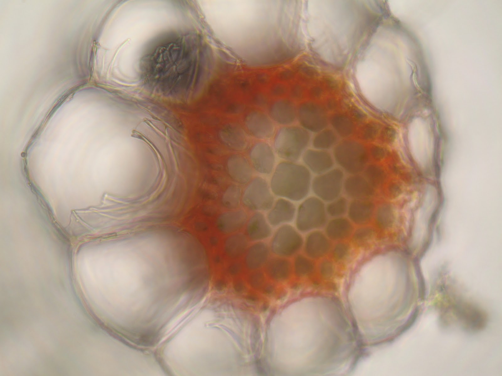 Camosun Blog : Sphagnum Under the Microscope