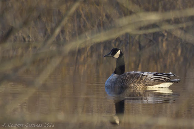 Country Captures: Canada Shots