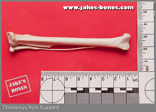 Buzzard skeletons (and bird skeletons in general) : Jake's Bones