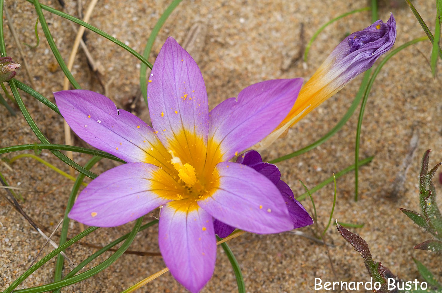 RÍA DE LA VILLA: Flores en la arena