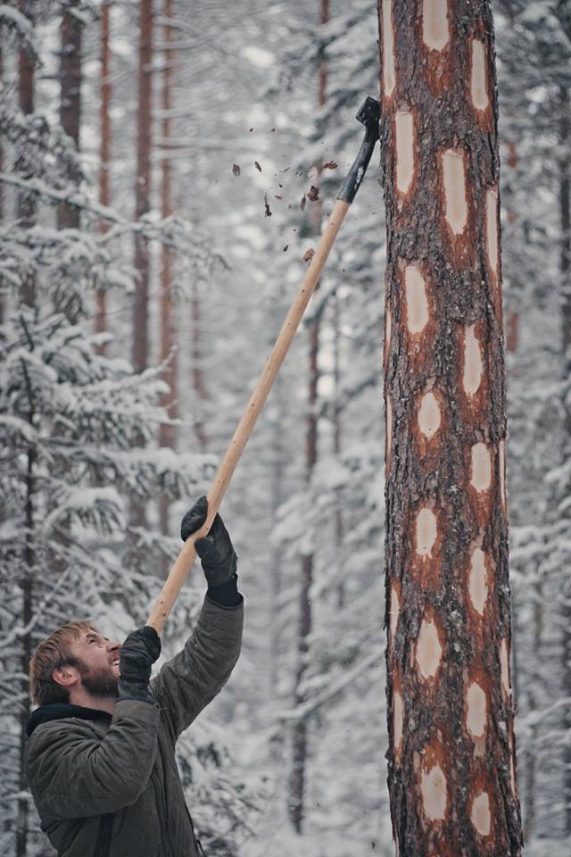 挪威樹皮環切技術 Ringbarking in Norwegian | 樹沃客樹藝