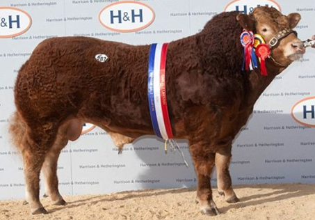 Spend Like A King: World’s Most Expensive Bulls - Fabio and Vexour Garth