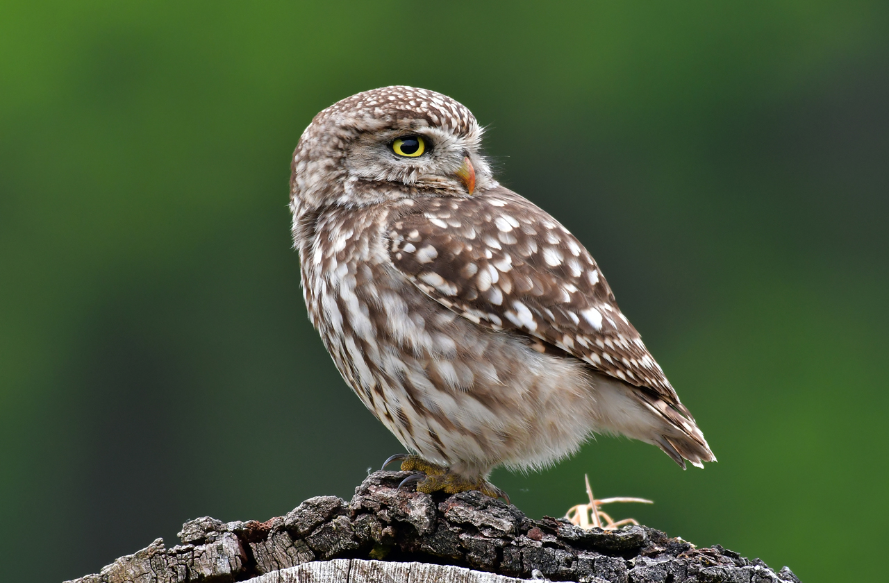 Jozef van der Heijden - Natuurfotografie: Steenuil op zijn uitkijkpost ...
