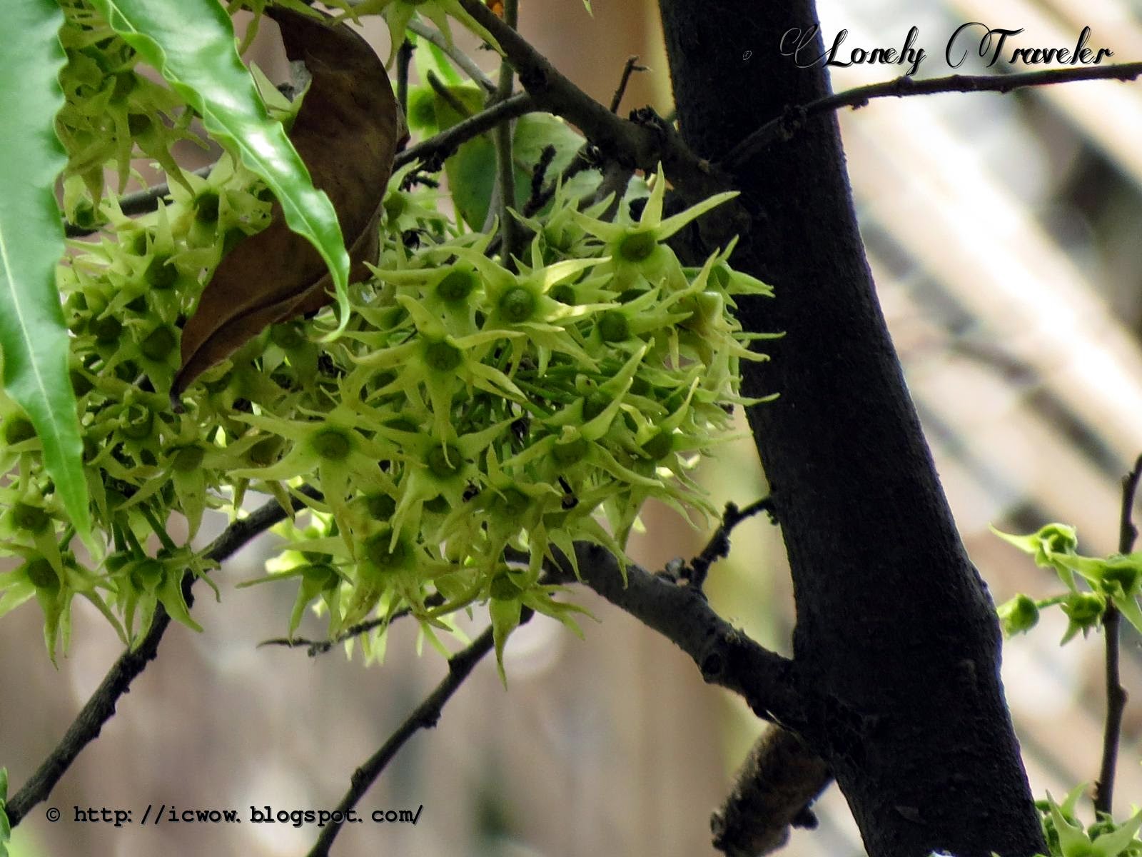 Debdaru ful (দেবদারু ফুল) - Polyalthia longifolia
