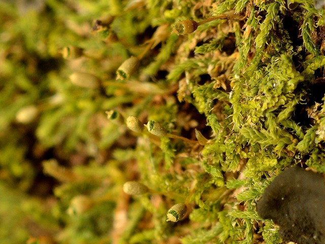 Aulacopilum: A Remarkable Moss Species in the Bryophyte Kingdom ...