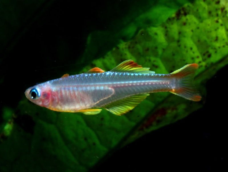 Budidaya Ikan Rainbow Sulawesi (Celebes Rainbowfish, Celebes Sailfish ...