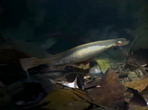 Candiru / Canero - The Vampire Fish (Ikan paling ditakuti melebihi ...