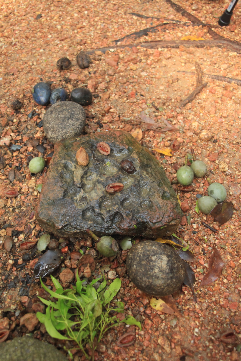 Earthly Musings - My Travel and Geology Blog: Australia's Daintree ...