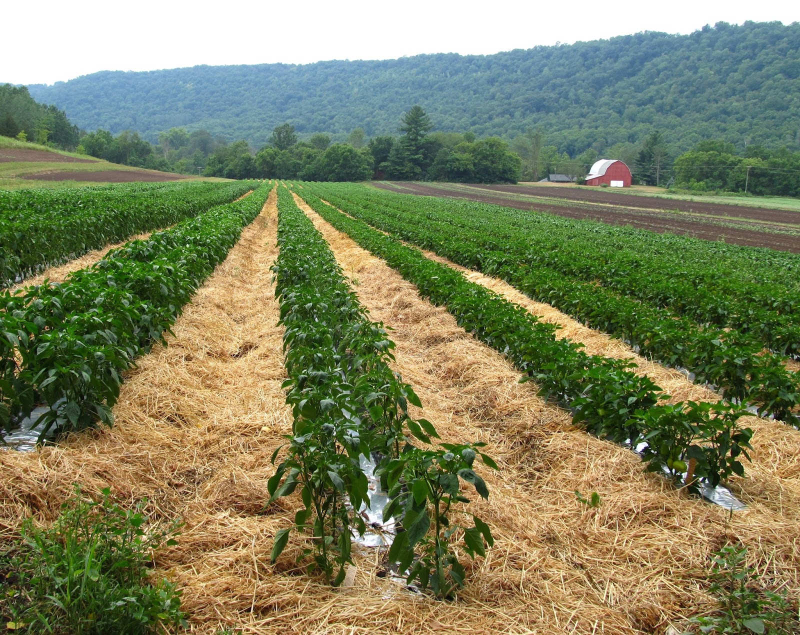 Harmony Valley Farm: Learning To Farm Better, Lessons From The Pepper Field