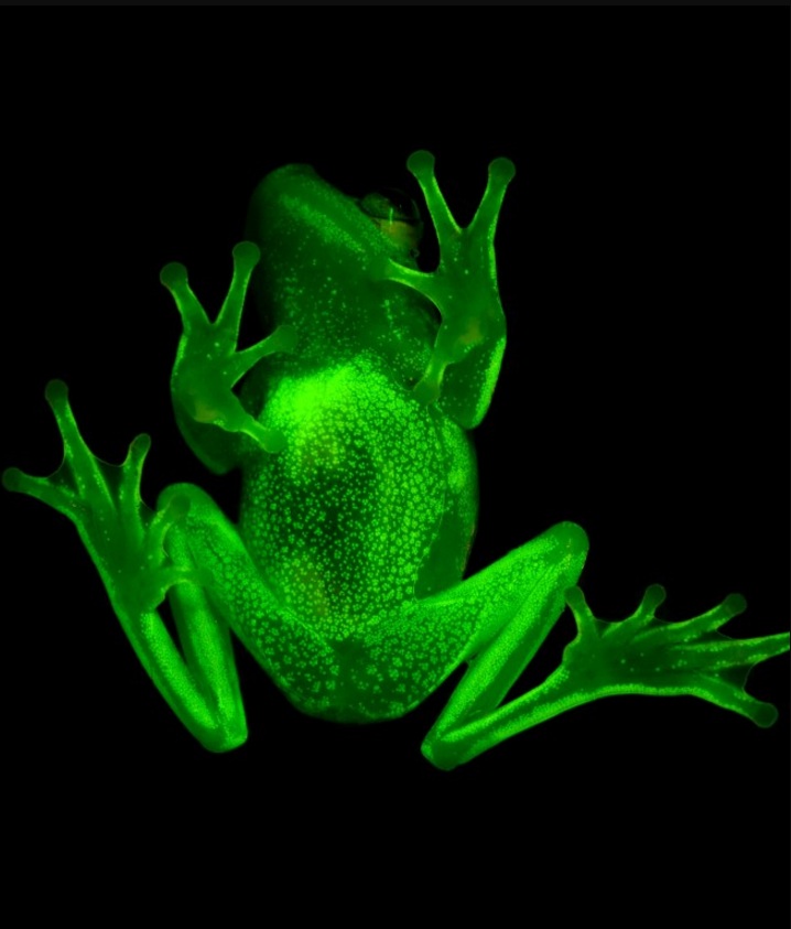 LOOK: The World's First Ever Fluorescent Frog Discovered in Argentina ...