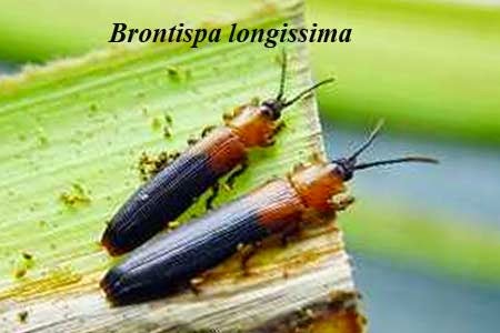 AkN Science: SPECIES OF THE MONTH: JANUARY 2015