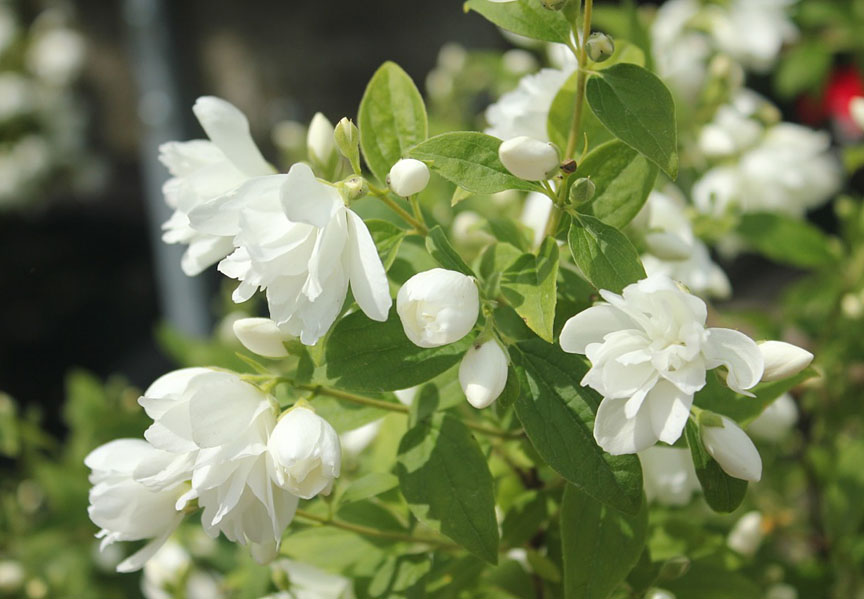 Bloomingwriter: Gardening in Nova Scotia: Snow-themed plants for the ...