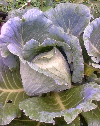 Photo Tumbuhan & Manfaatnya: Gambar Dan Manfaat Sayuran Kol Untuk ...