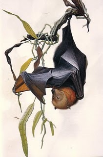 Laberinto en extinción: Zorro volador oscuro de Mauricio (Pteropus ...