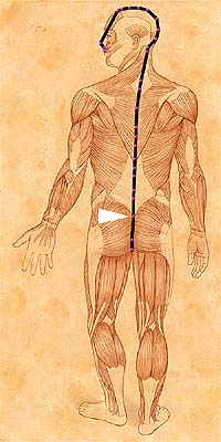 acuxo | Acupuncture Point Locations, Descriptions, and Actions: GV 3 ...