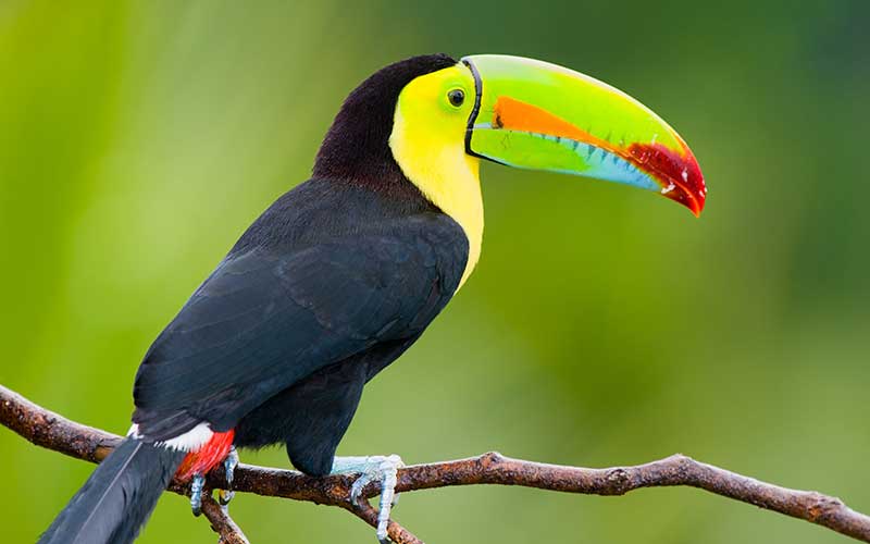 Tucan ~ Curiosidades y Mas