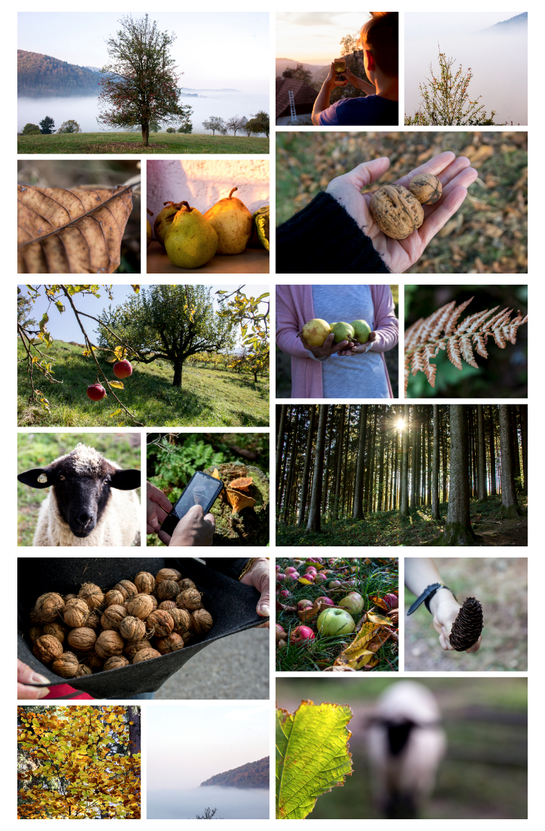 nic.fotografie: Reiche Ernte im Schwarzwald