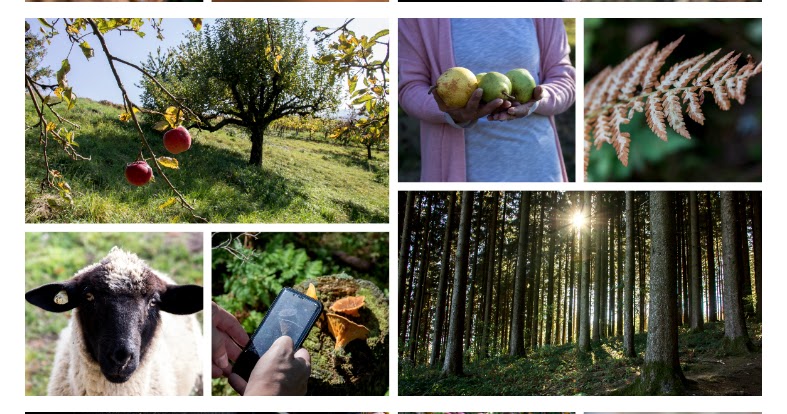nic.fotografie: Reiche Ernte im Schwarzwald