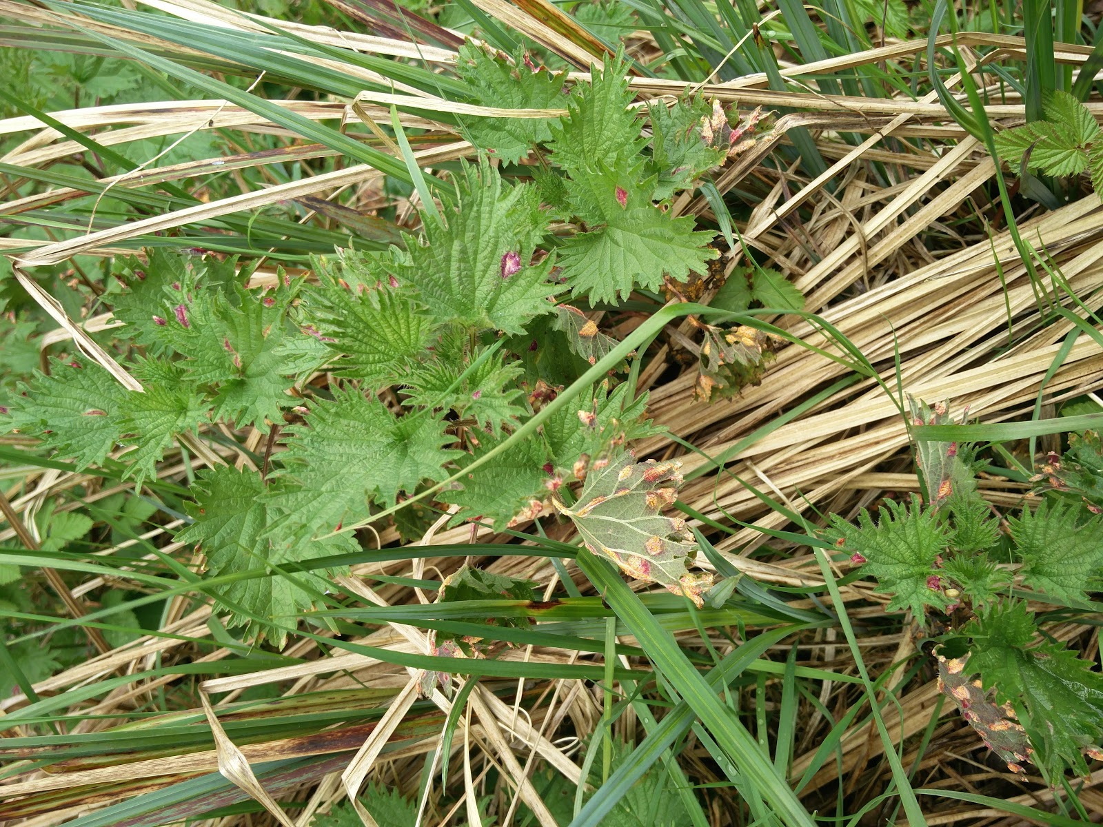 Misidentifying Fungi: Rusty nettle