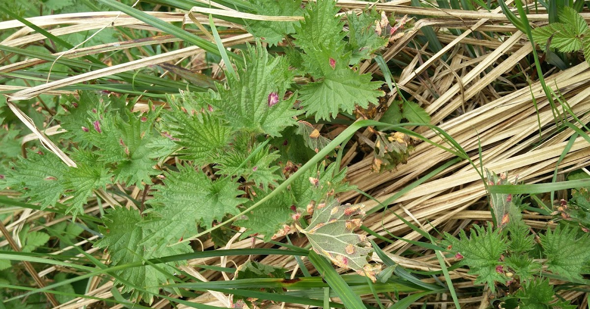 Misidentifying Fungi: Rusty nettle