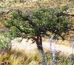 healing herbs: Commiphora wrightii, - GUGGULU, the king of all anti ...
