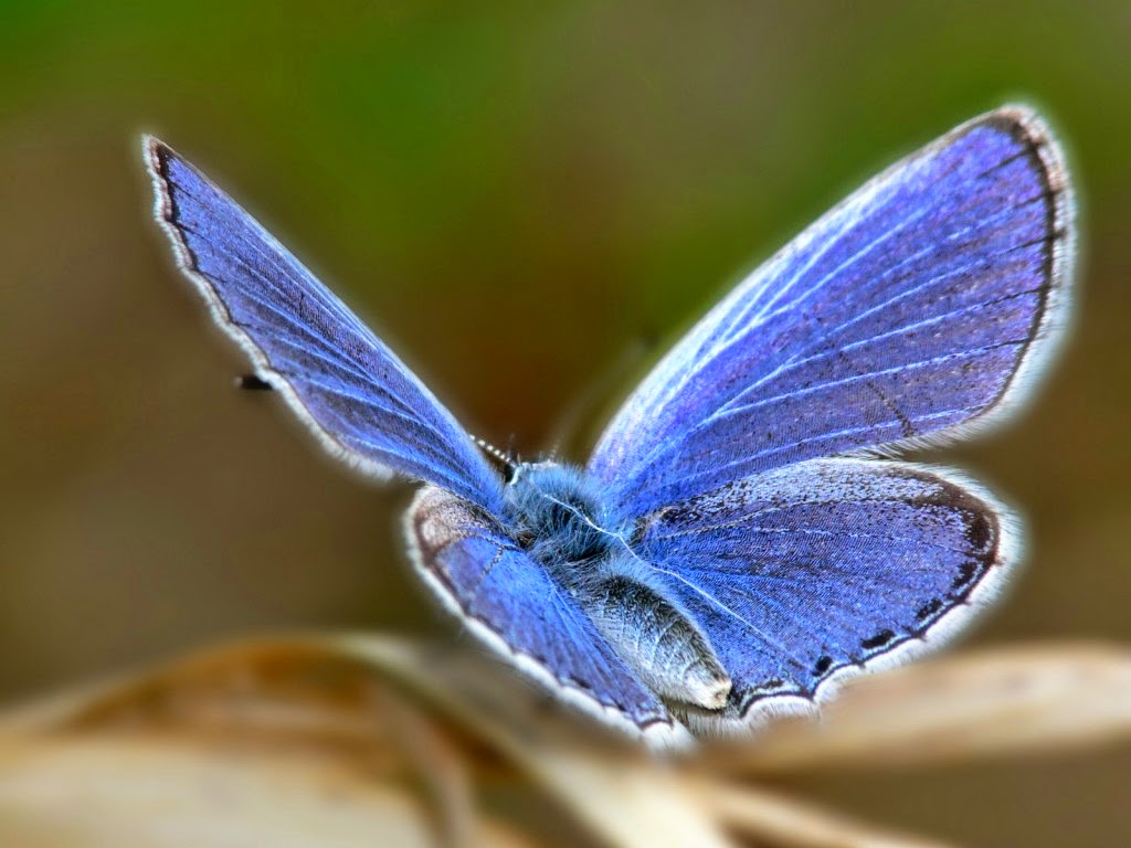El diván del loko: Mariposa Azul