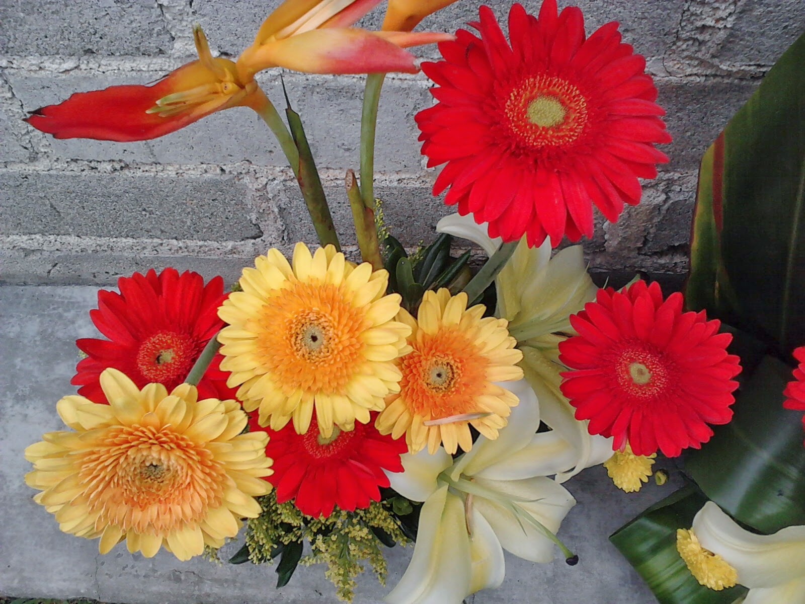 Flores ~ REVISTA DE BIOLOGIA